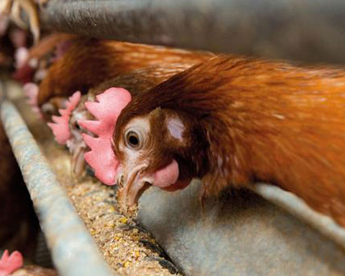 CES | Climatec Equipment Services | Poultry & Pig Feeding & Drinking ...