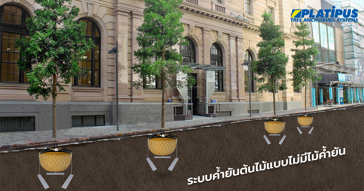 Paltipus Tree Anchoring System - d.one