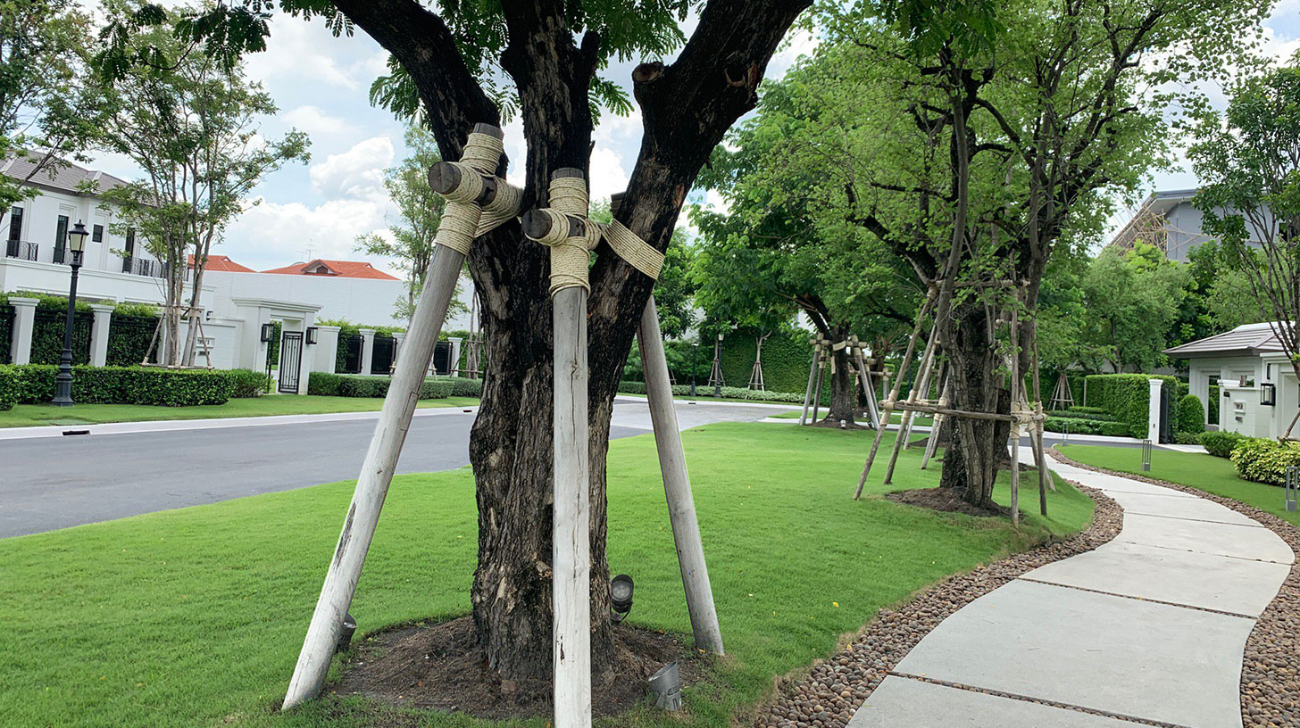 Paltipus Tree Anchoring System - d.one