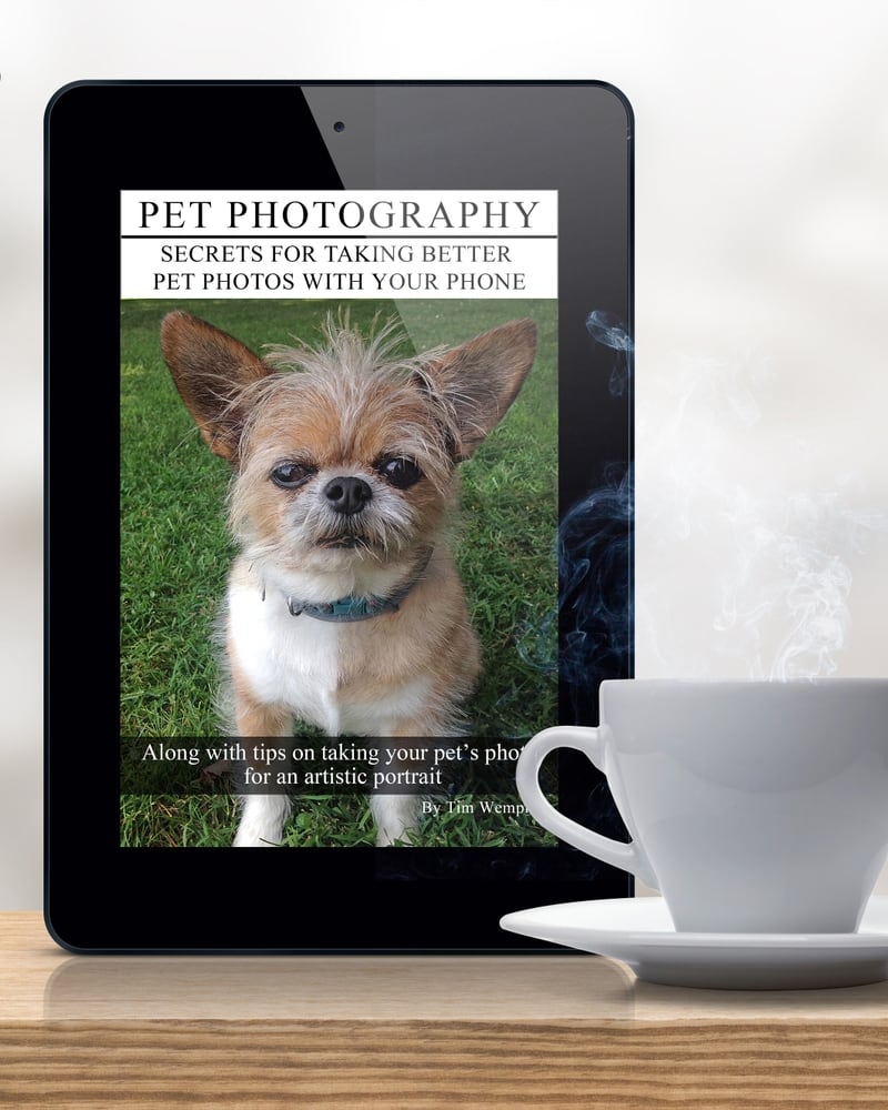 Andy's Paw Prints Custom Pet Portraits