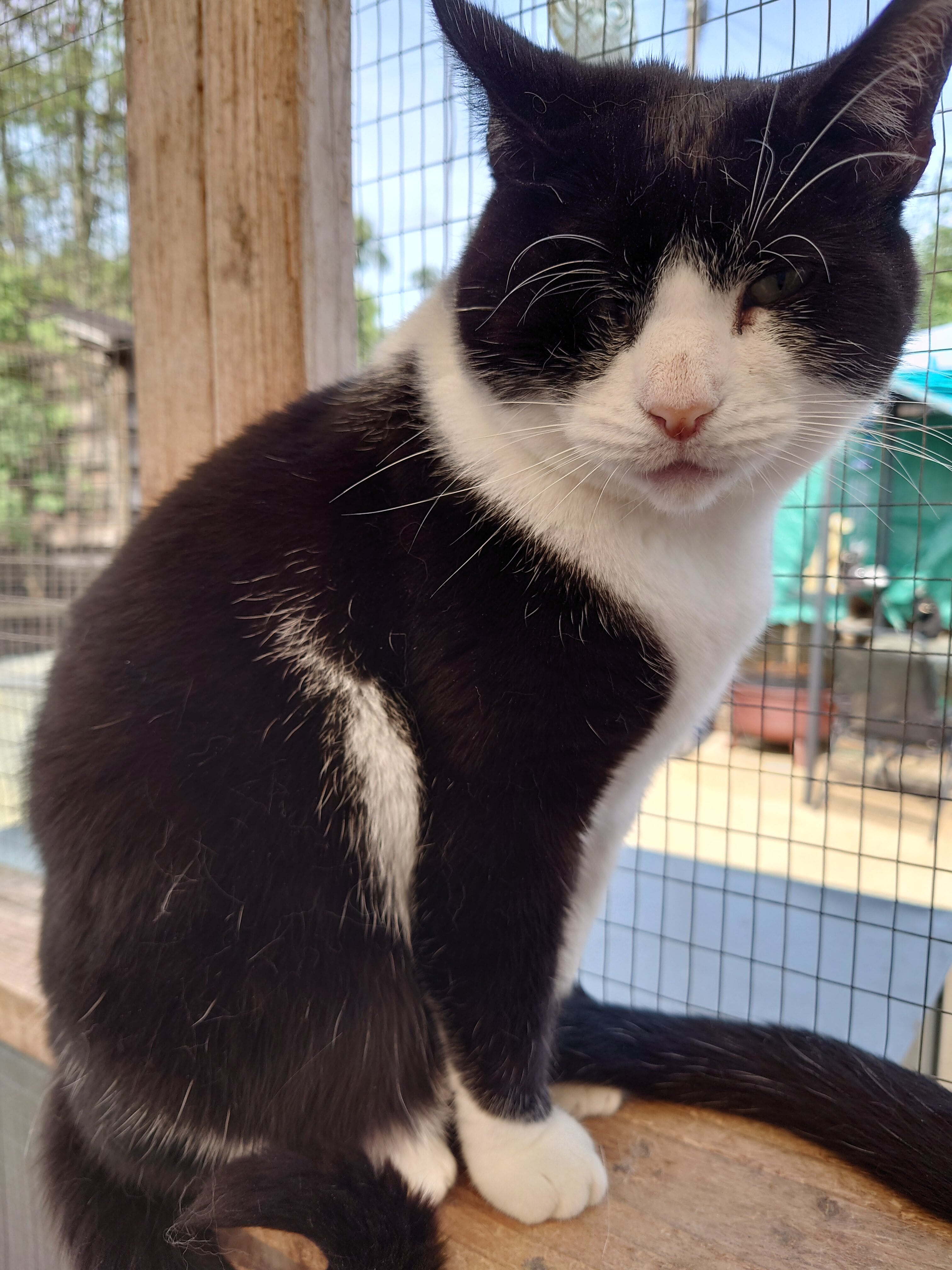 old Cat : Needs Sponsor