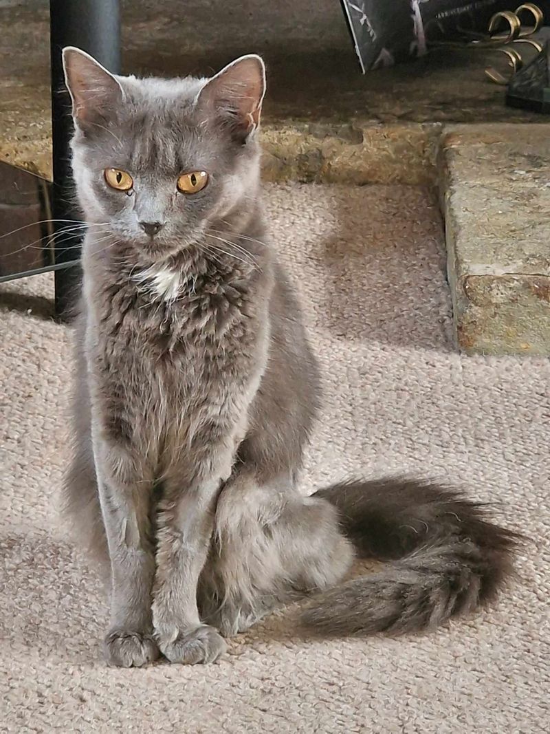 1 year old Cat : Homed