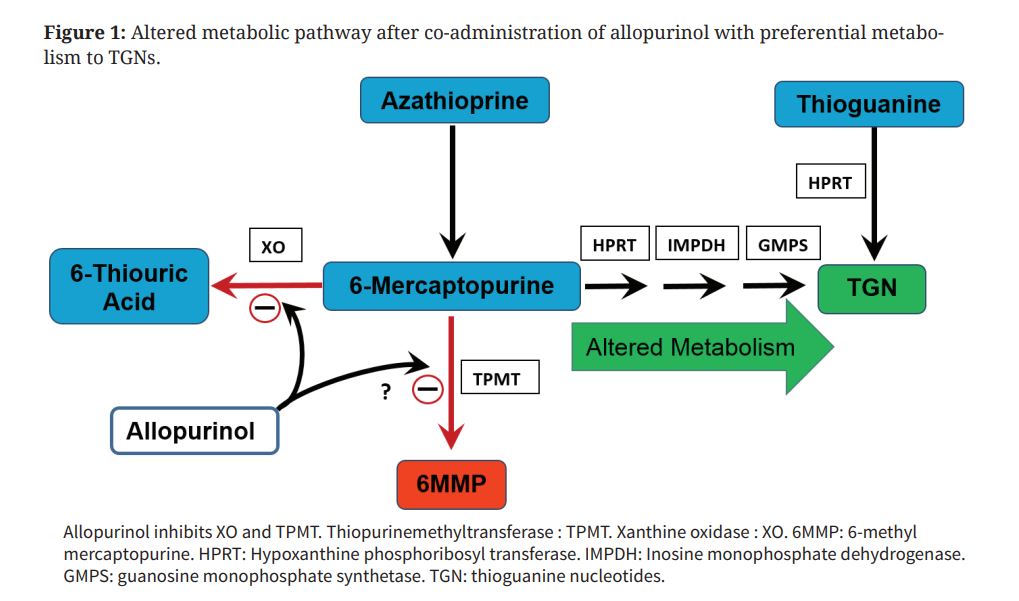 Mercaptopurine Mechanism Of Action