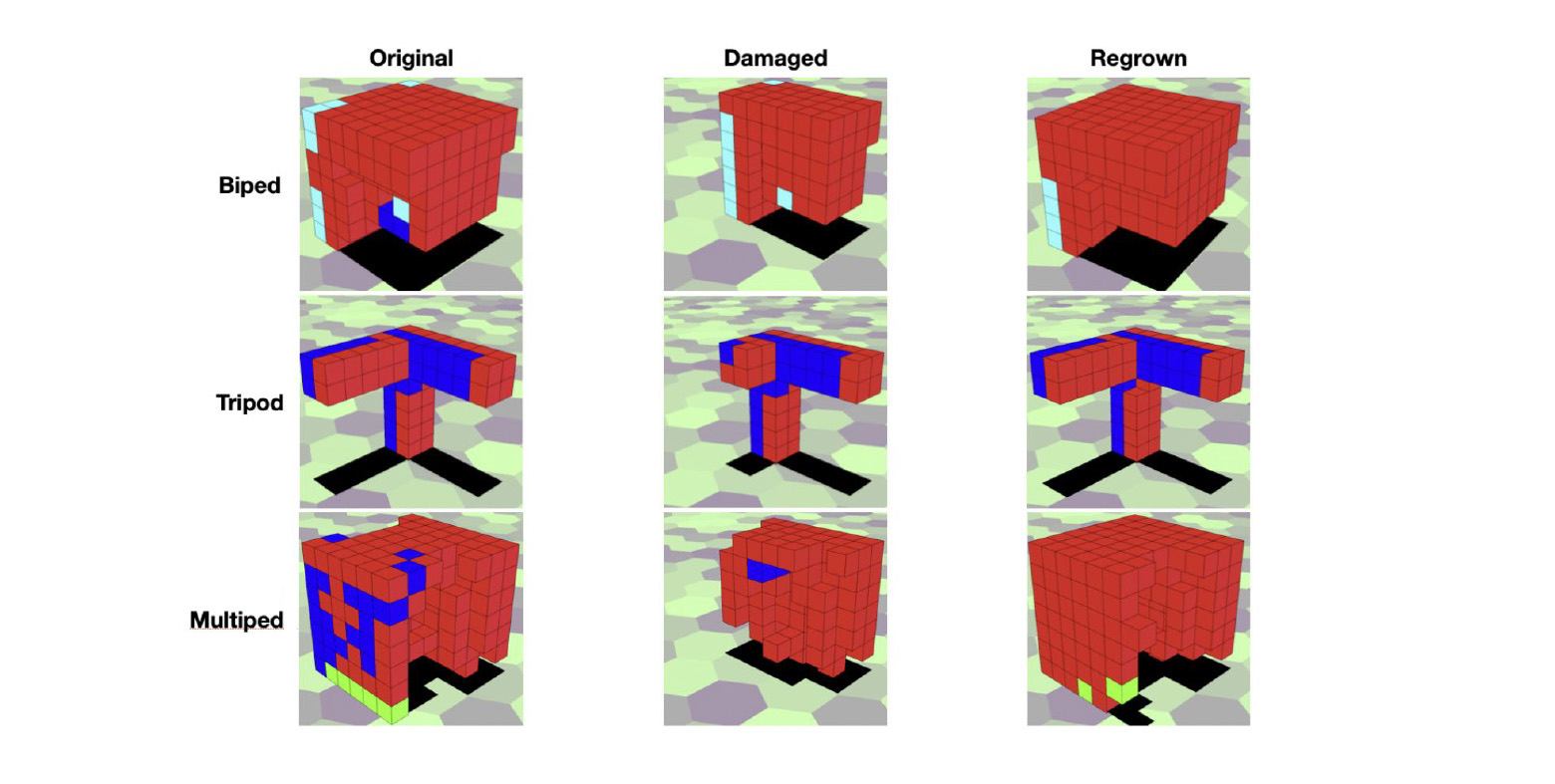 Regenerating Soft Robots through Neural Cellular Automata
