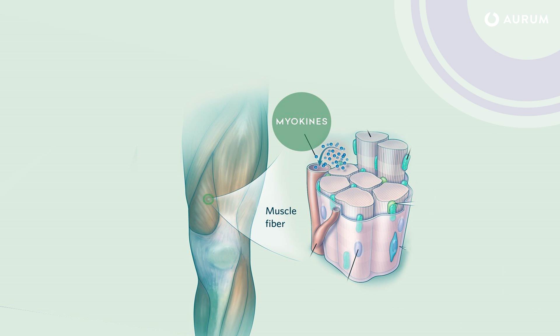 Health benefits of HIT strength training due to myokines