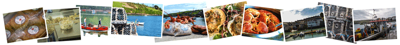 Crab Shed Salcombe - quayside seafood restaurant on Devon's beautiful ...