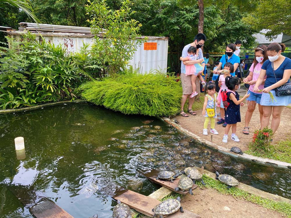 Live Turtle Museum Singapore