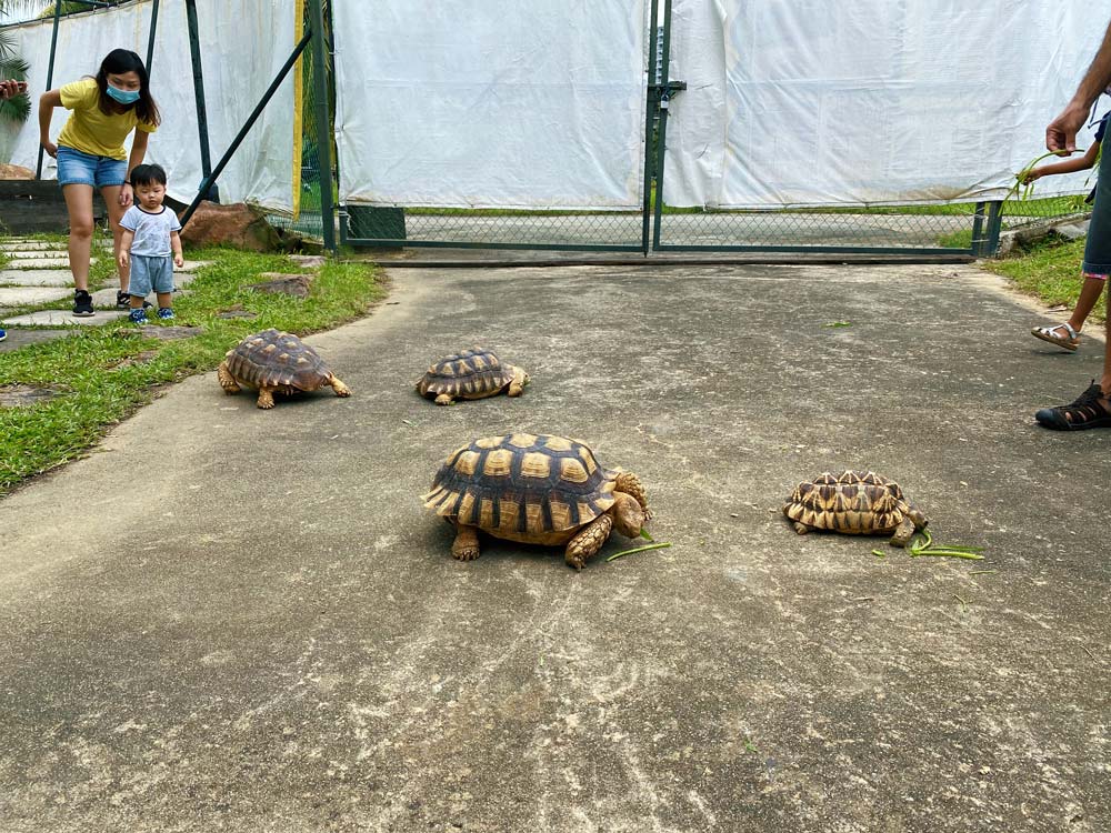 Live Turtle Museum Singapore