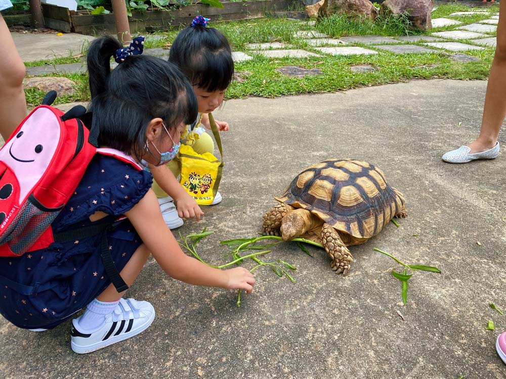 Live Turtle Museum Singapore