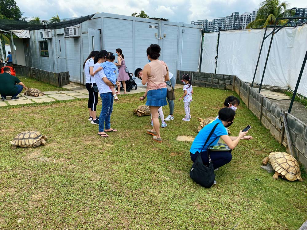 Live Turtle Museum Singapore