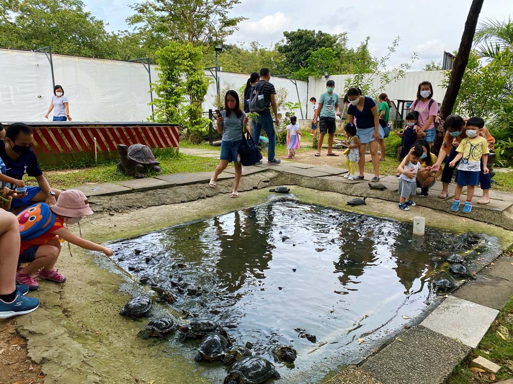 Live Turtle Museum Singapore