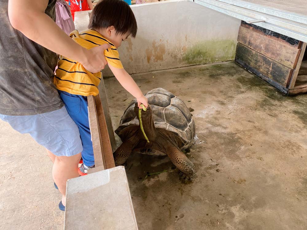 Live Turtle Museum Singapore
