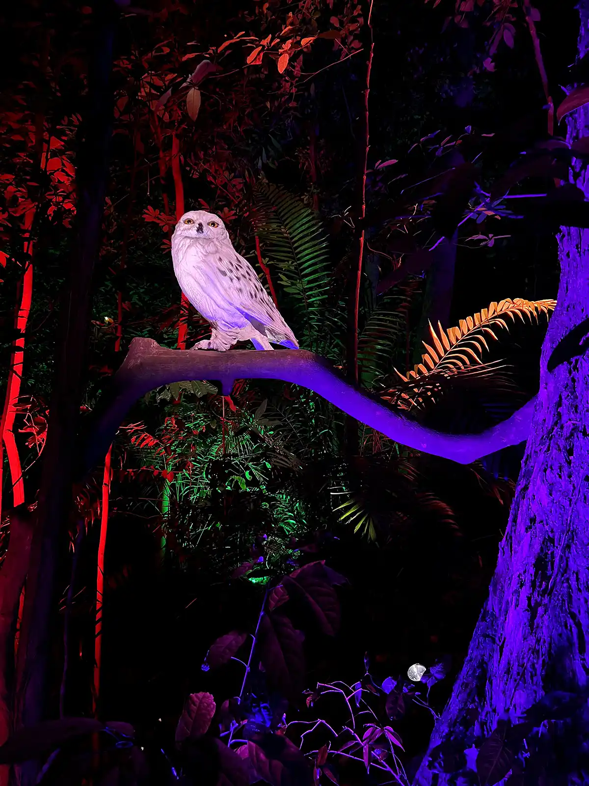 Harry Potter: A Forbidden Forest Experience - What you can expect at ...