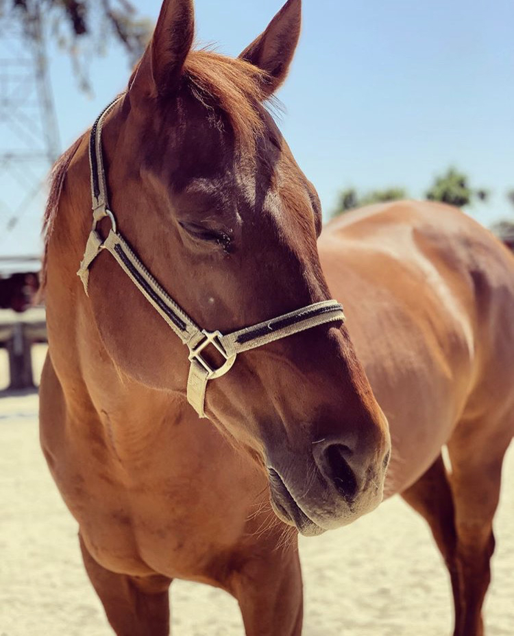Chestnut Quarter Horse With Star