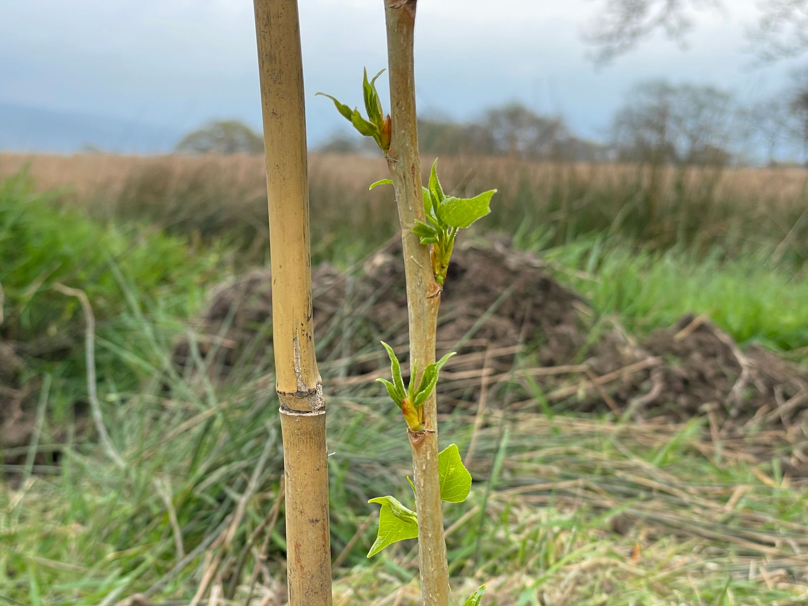The Carbon Community – Forests for Carbon