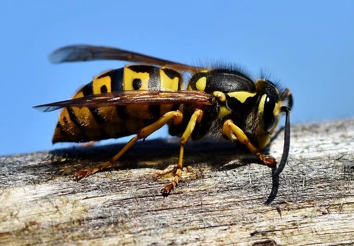RDB Pest Control - Blog