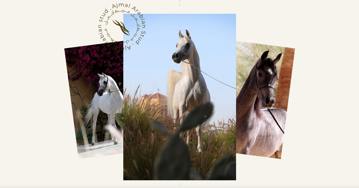 Stallions | Ajmal Arabian Stud