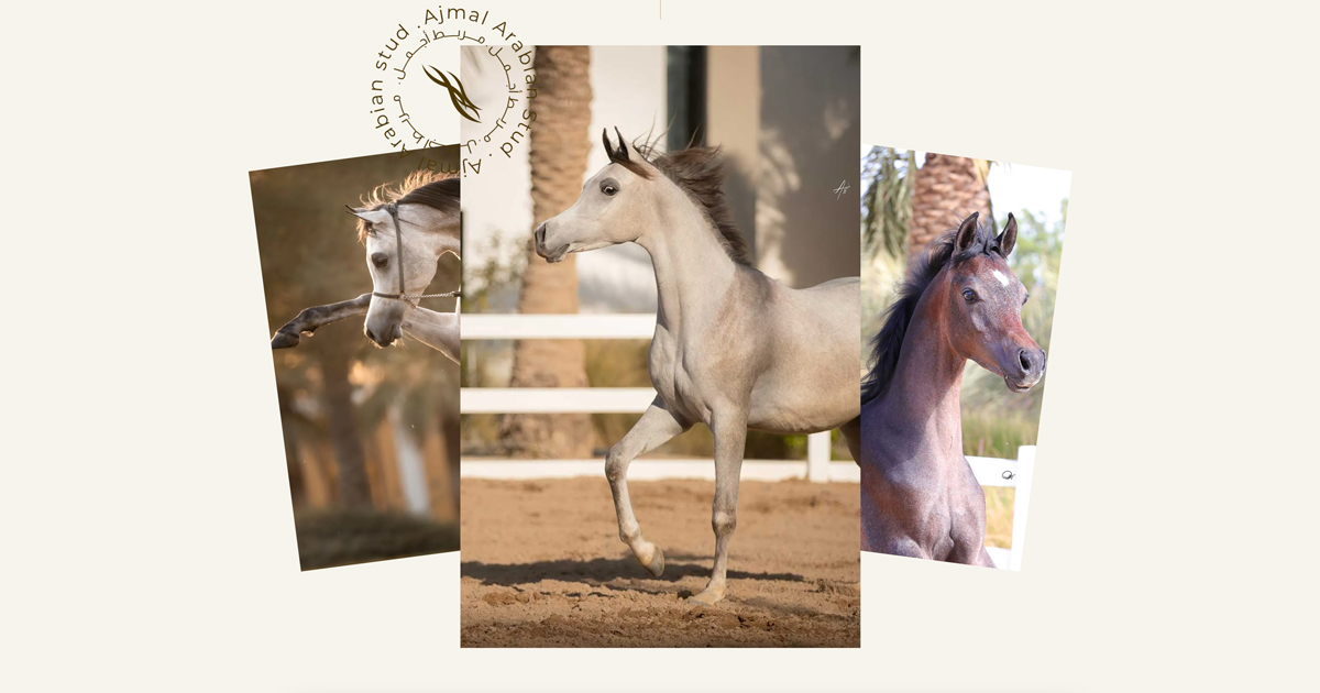 Colts | Ajmal Arabian Stud