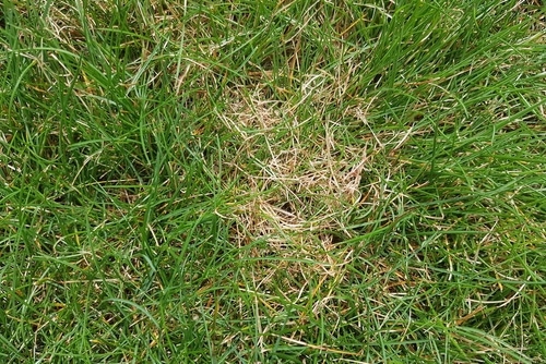 Lawn Problem Solving | Finelawn