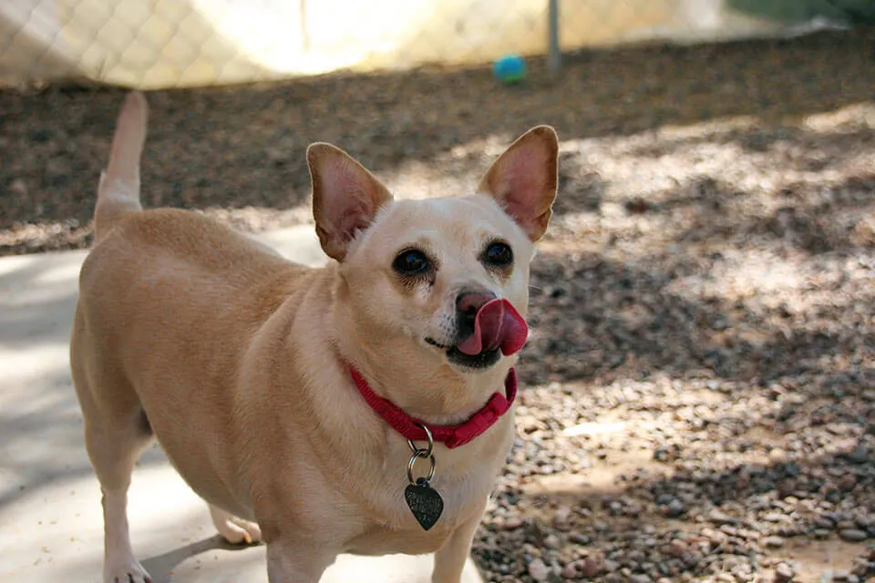 Hospice sponsor & planned giving programs - Forever Loved