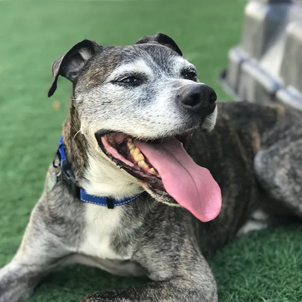 Foster a senior dog in your home - FLPS