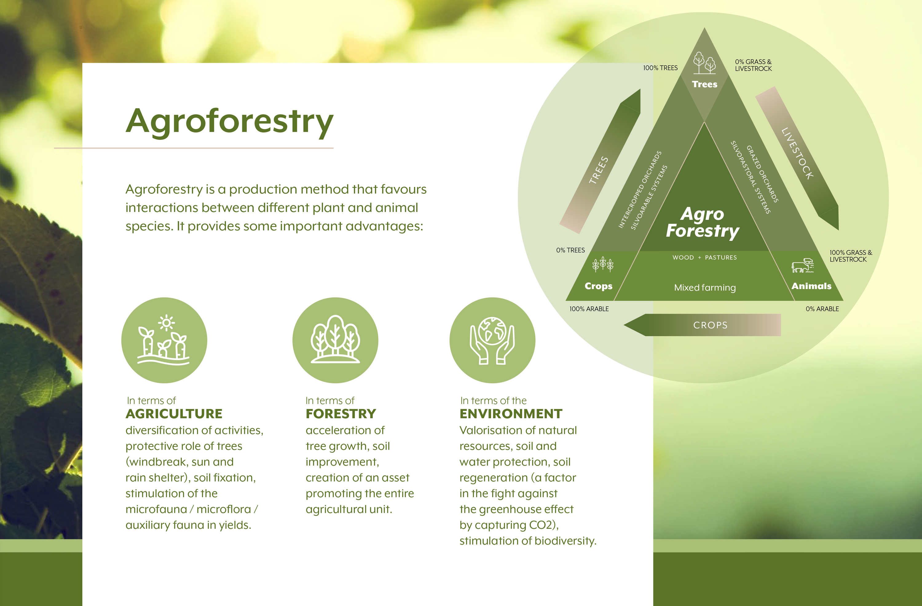 Amorimage - Graphic design, Video and Branding