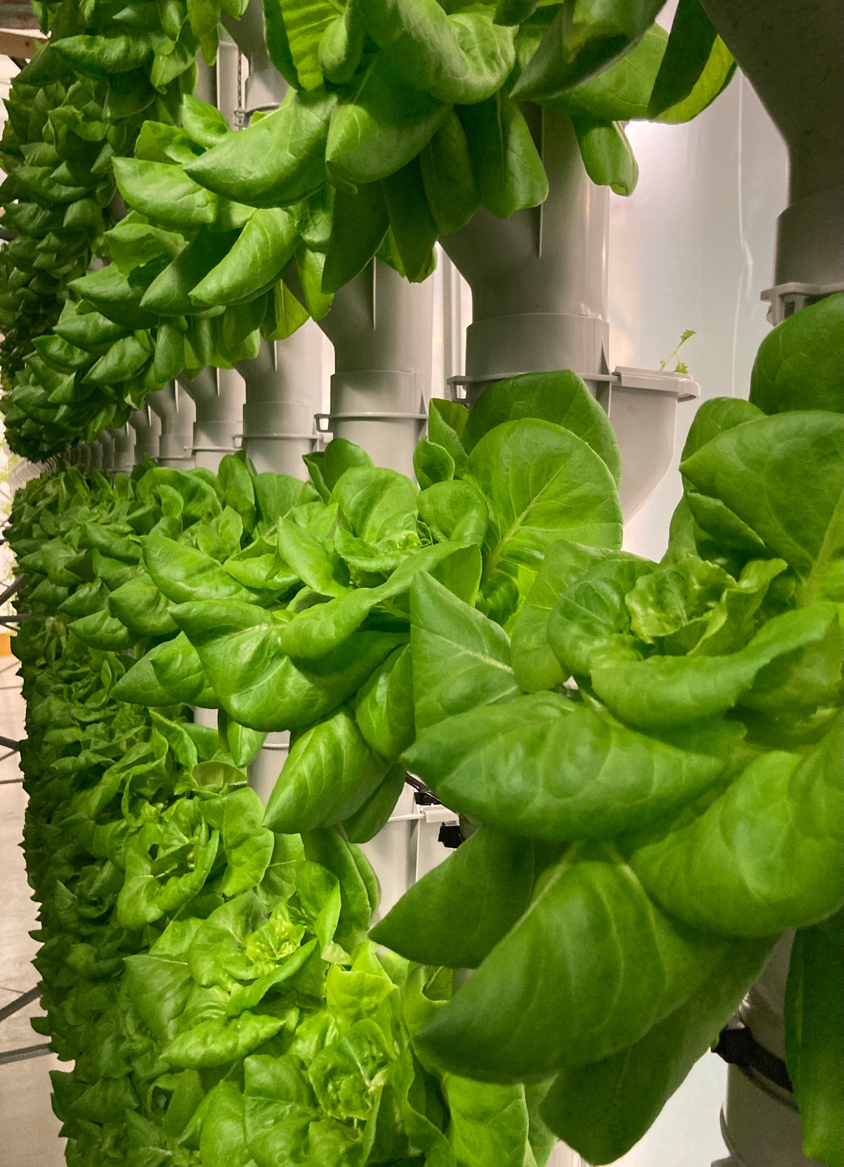 Advancements in Vertical Farming at The Techno Creatives