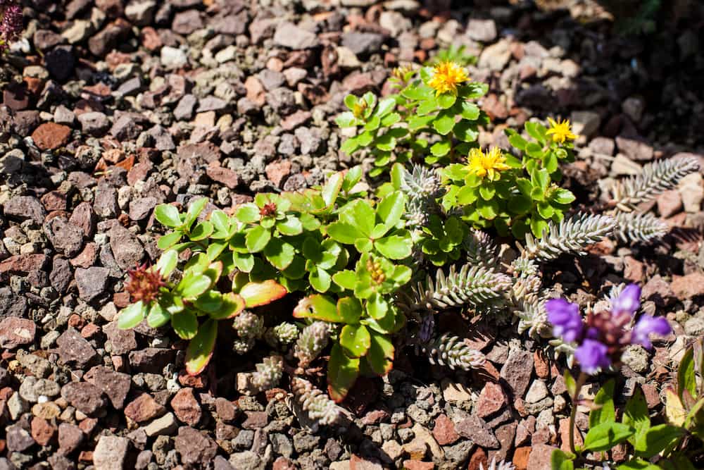 SOLAR SEDUM | De expert in zon en sedum