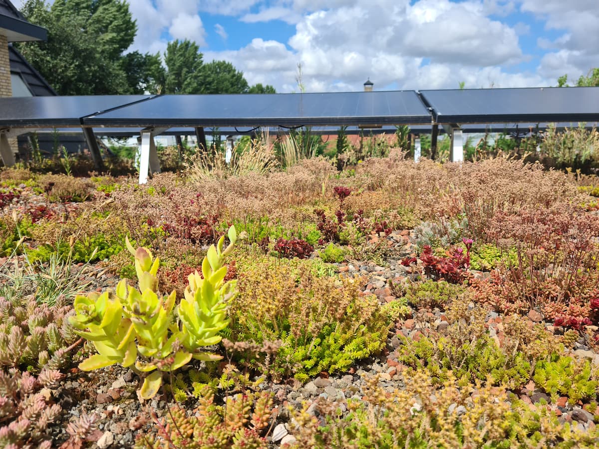 Rotterdam - Solar Sedum