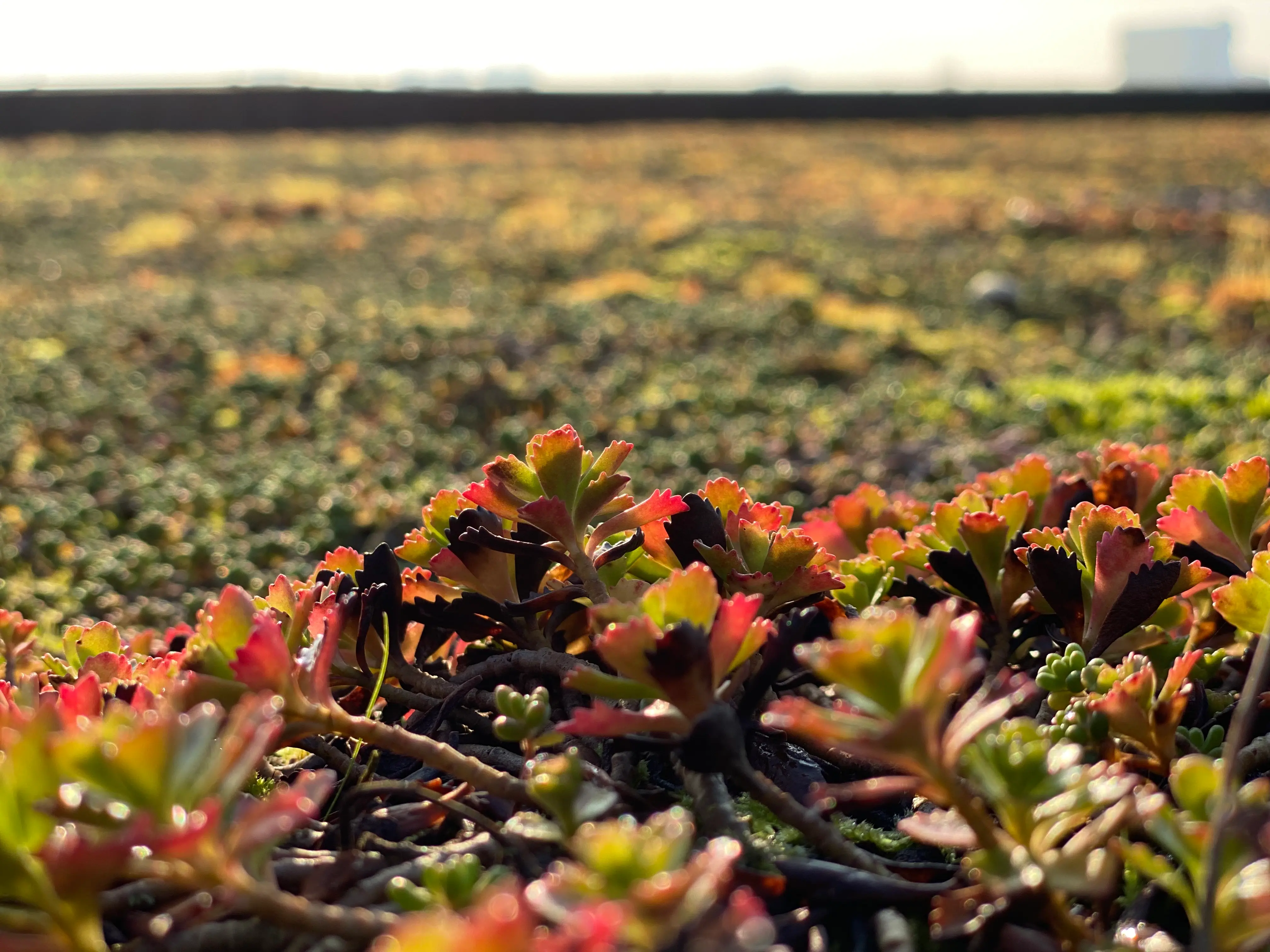 Isolatiewaarde van een sedumdak voor duurzaam wonen? | Solar Sedum