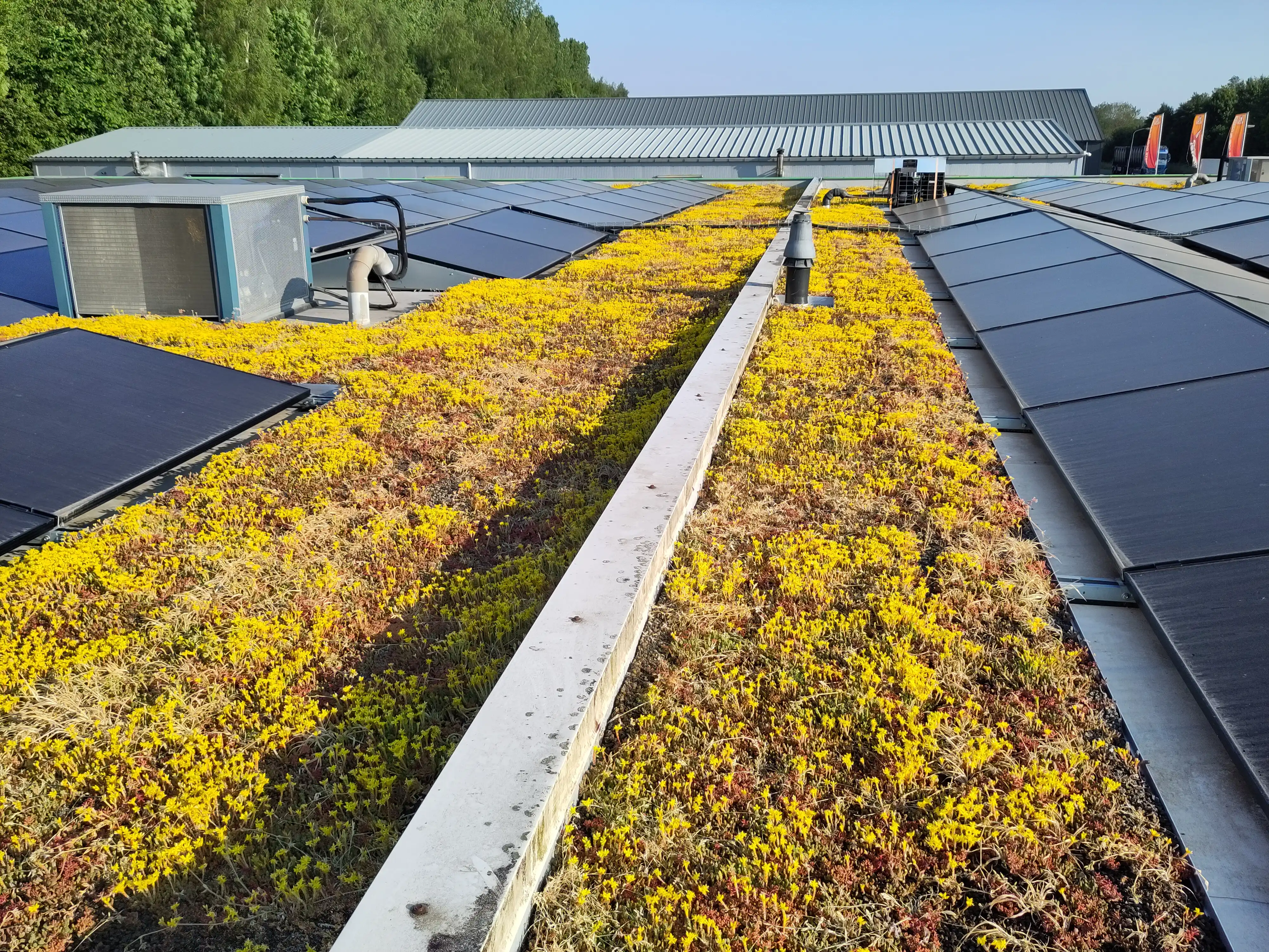Craft Dairy, 2e Exloërmond - Solar Sedum