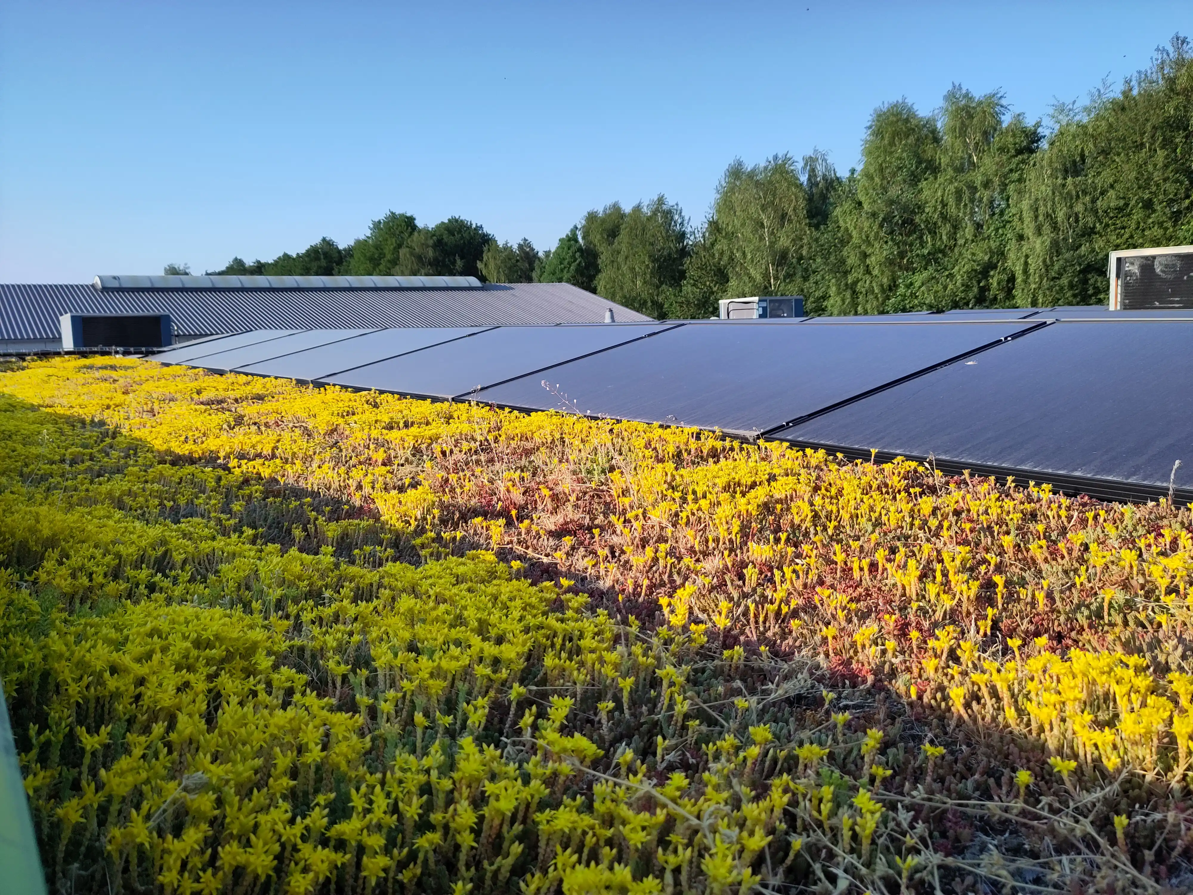 Craft Dairy, 2e Exloërmond - Solar Sedum