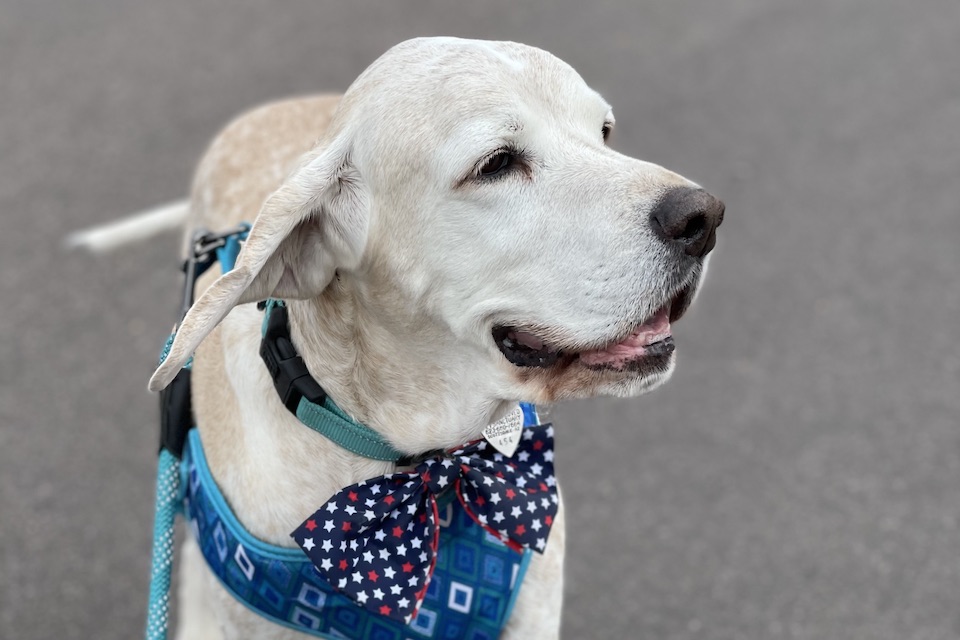 6 Cold Weather Tips For Your Dog