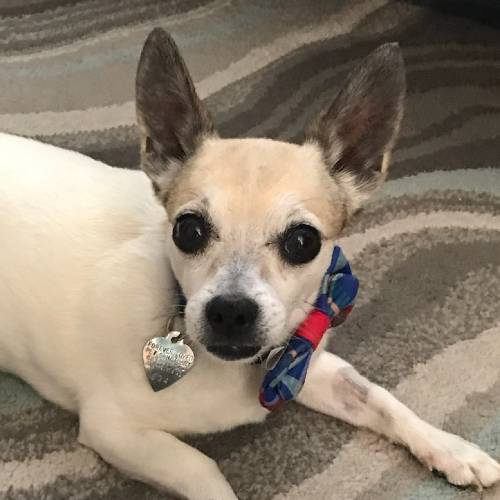 Taquito - adoptable senior dog at FLPS