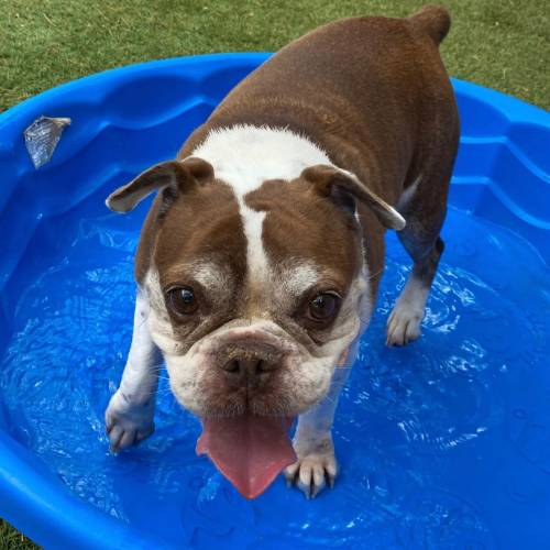 SweetPea - adoptable senior dog at FLPS