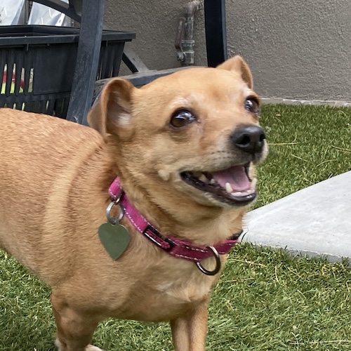 Robbie - adoptable senior dog at FLPS