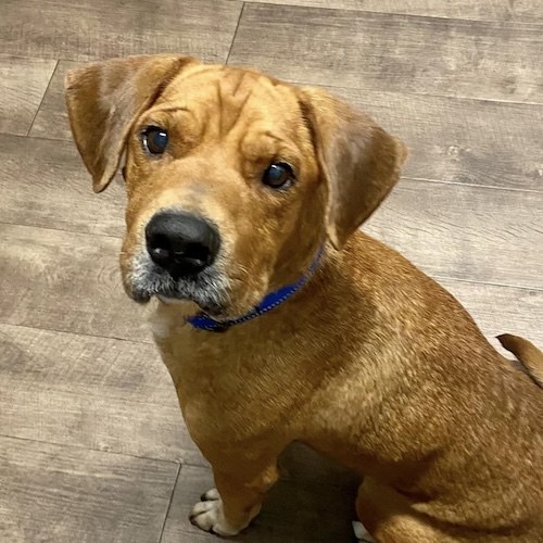 Clem - adoptable senior dog at FLPS