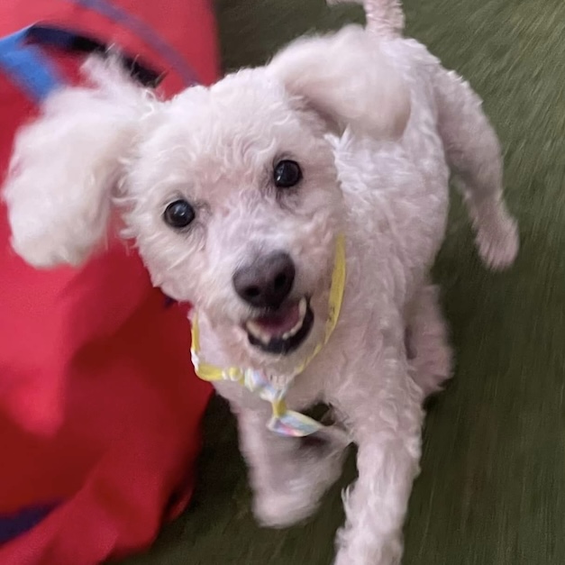 Adopt from FLPS: Meet the dogs