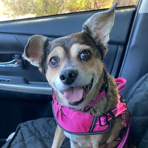 Gabby - adoptable senior dog at FLPS