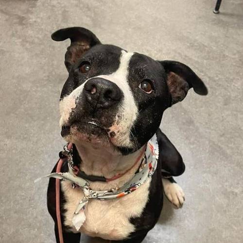 Thomas - adoptable senior dog at FLPS