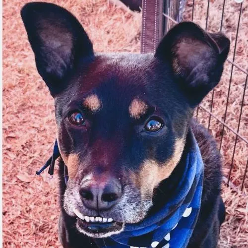Oliver - adoptable senior dog at FLPS