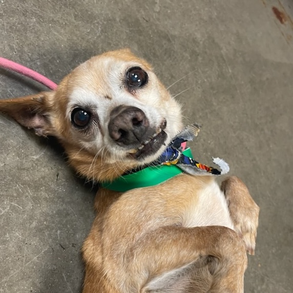 Audy - adoptable senior dog at FLPS