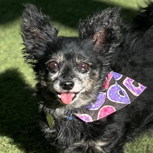 Bucky - adoptable senior dog at FLPS