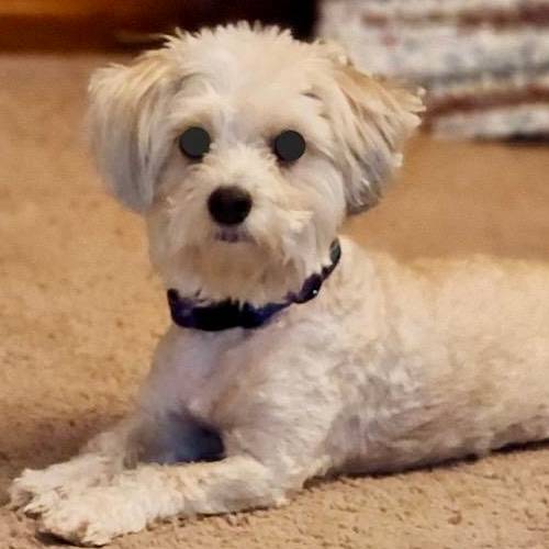 Adopt from FLPS: Meet the dogs