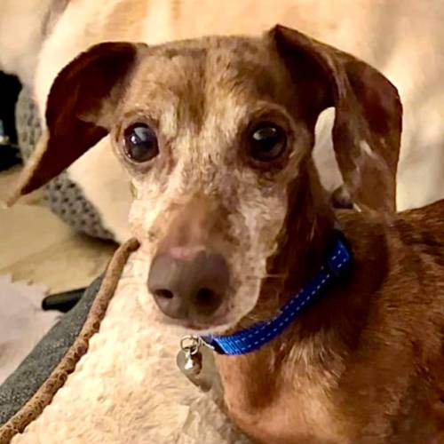 Adopt from FLPS: Meet the dogs