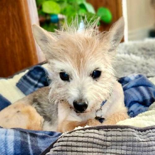 Nugget - adoptable senior dog at FLPS