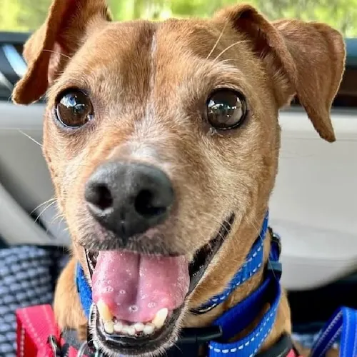 Oliver - adoptable senior dog at FLPS