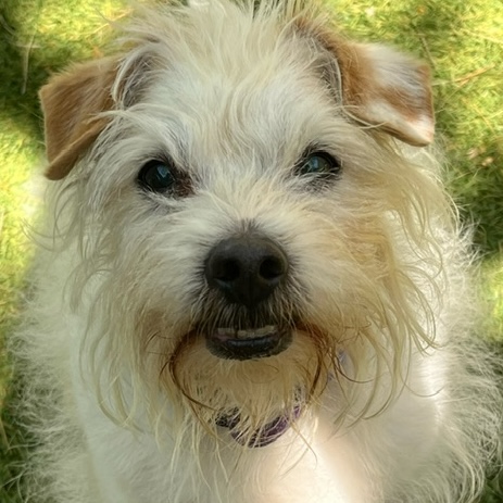 Tiffany - adoptable senior dog at FLPS