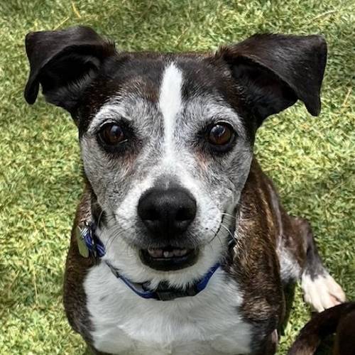 Adopt from FLPS: Meet the dogs