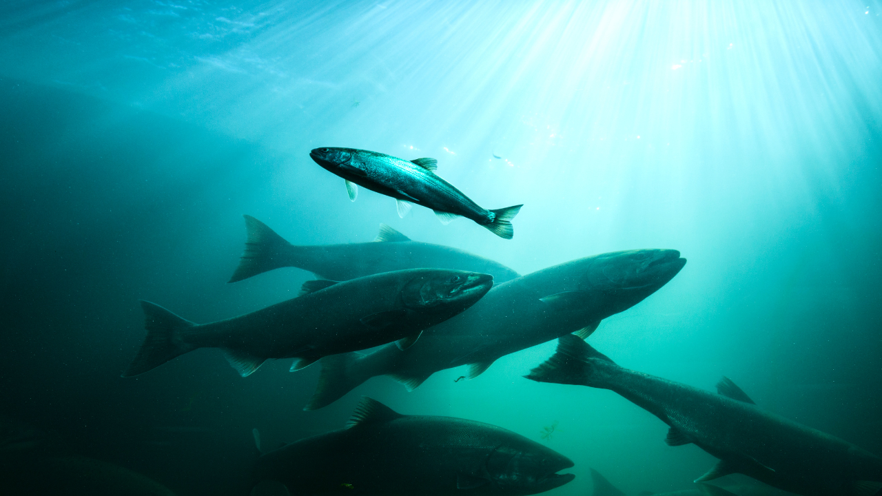 Skal samarbeide om å forbedre landbasert akvakultur i Norge og ...